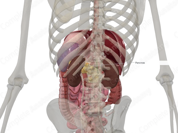 Pancreas Location Ribs