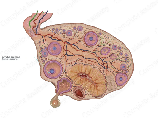 Cumulus Oophorus | Complete Anatomy
