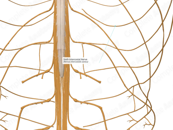 Sixth Intercostal Nerve | Complete Anatomy
