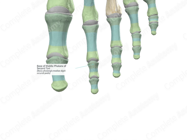 Base of Middle Phalanx of Second Toe | Complete Anatomy