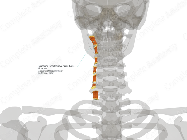 Posterior Intertransversarii Colli Muscles (Right) | Complete Anatomy