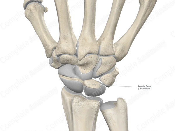Lunate Bone | Complete Anatomy