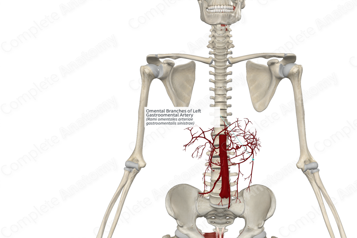 Omental Branches Of Left Gastroomental Artery Complete Anatomy