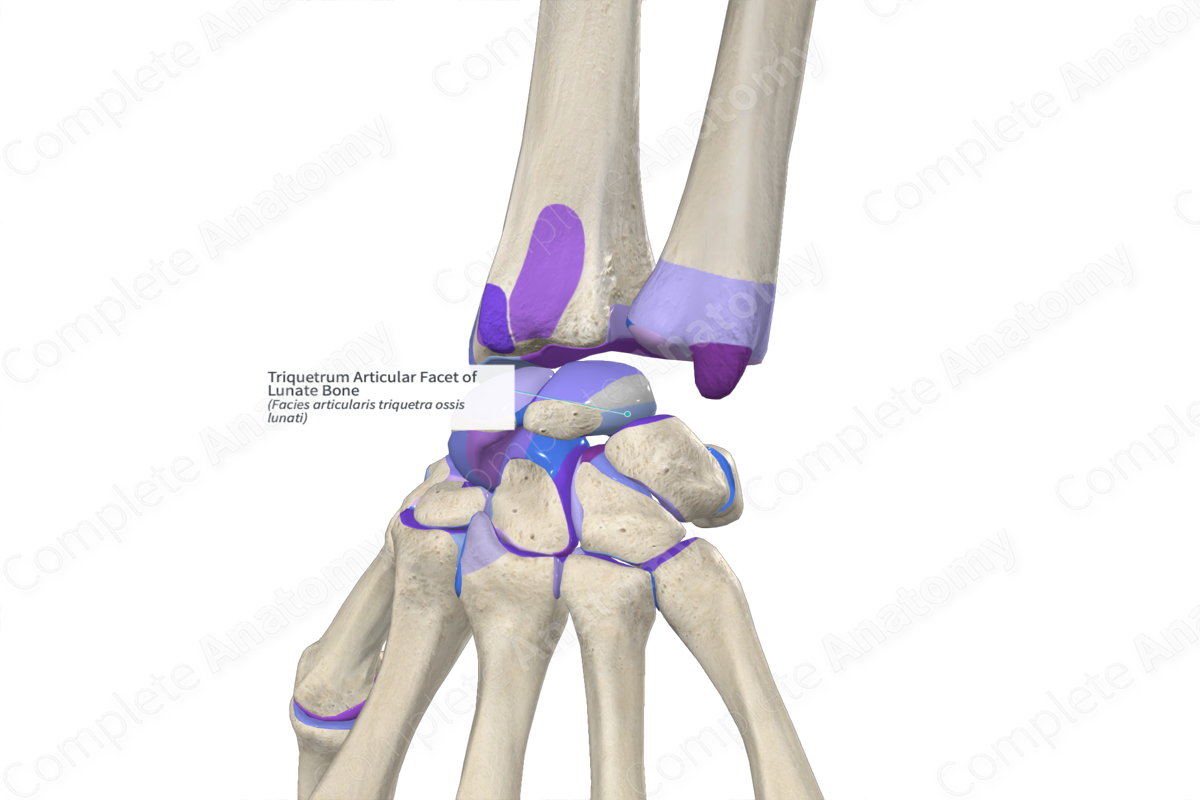Triquetrum Articular Facet of Lunate Bone | Complete Anatomy