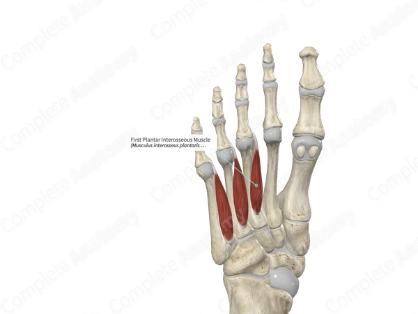 First Plantar Interosseous Muscle | Complete Anatomy