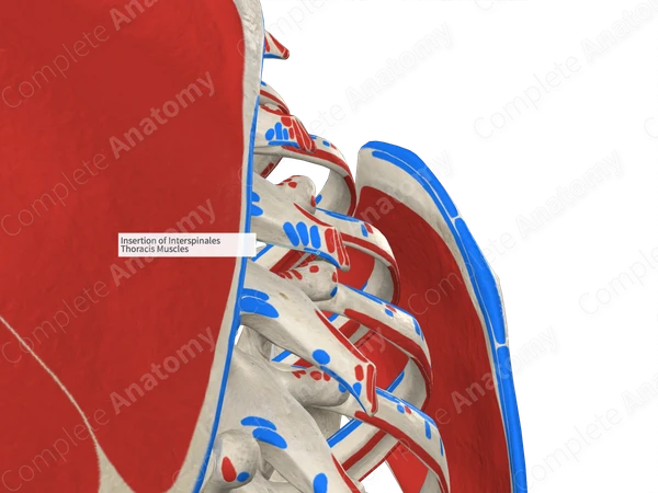 Insertion of Interspinales Thoracis Muscles | Complete Anatomy