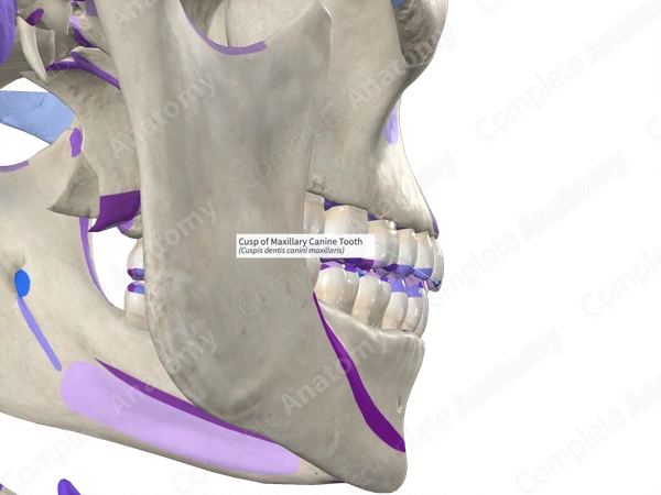 Cusp of Maxillary Canine Tooth | Complete Anatomy