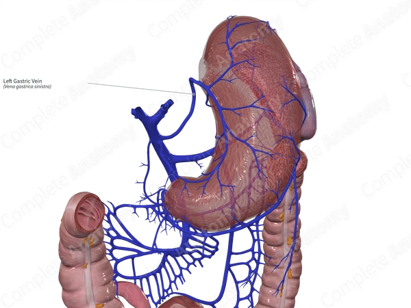 Left Gastric Vein | Complete Anatomy