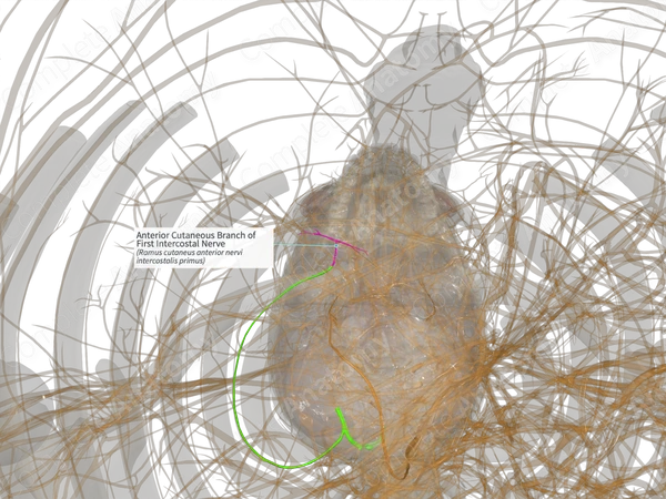 Anterior Cutaneous Branch of First Intercostal Nerve (Left) | Complete ...