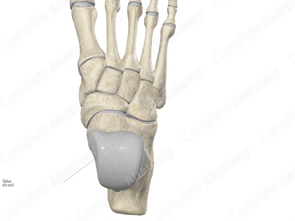Talus Musculoskeletal Skeletal Anatomyzone