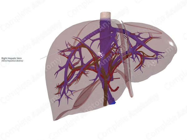 Right Hepatic Vein | Complete Anatomy