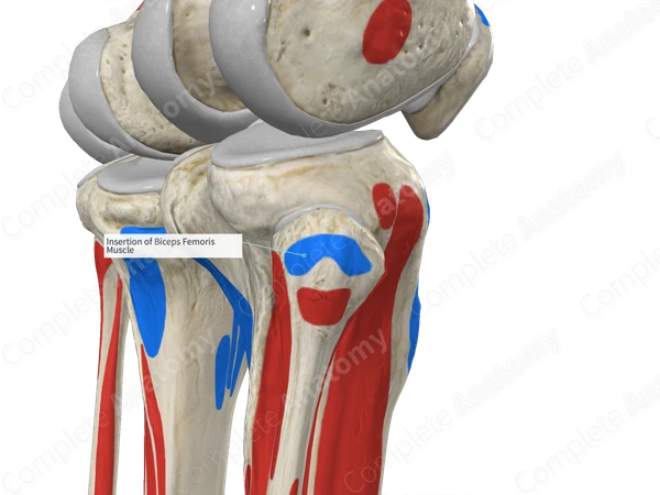Insertion of Biceps Femoris Muscle | Complete Anatomy