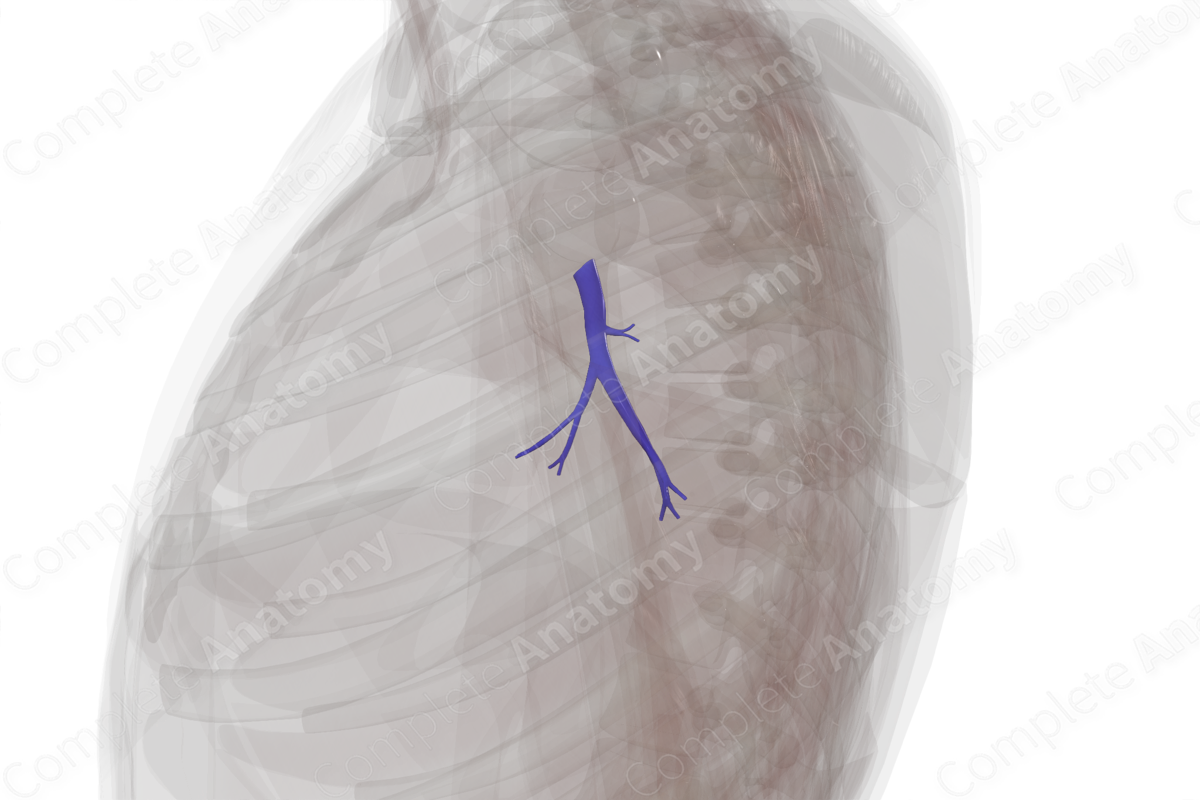 Pulmonary Arteries Of Inferior Lobe Of Left Lung Complete Anatomy