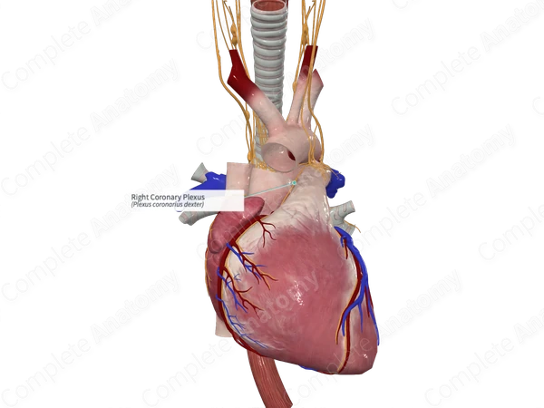 Right Coronary Plexus | Complete Anatomy