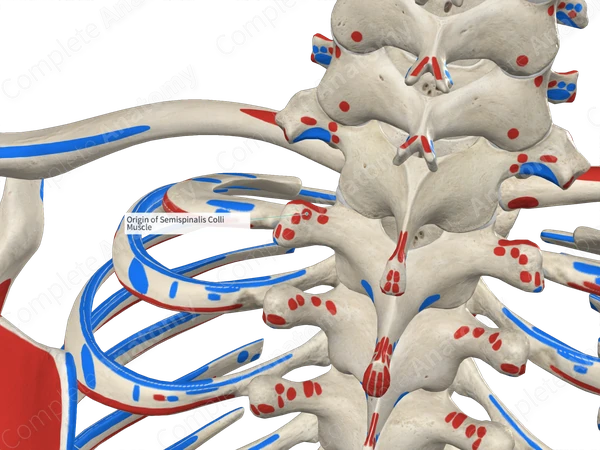 Origin of Semispinalis Colli Muscle | Complete Anatomy