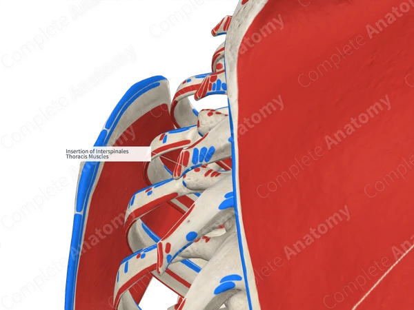 Insertion of Interspinales Thoracis Muscles | Complete Anatomy