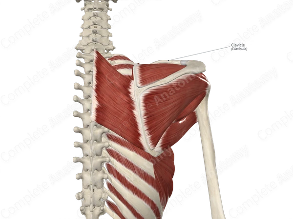 Clavicle | Complete Anatomy