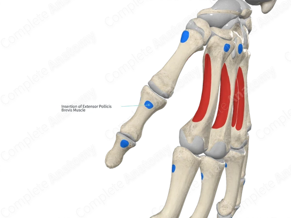 Insertion of Extensor Pollicis Brevis Muscle | Complete Anatomy