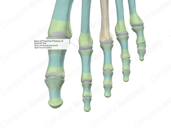 Base of Proximal Phalanx of Second Toe | Complete Anatomy