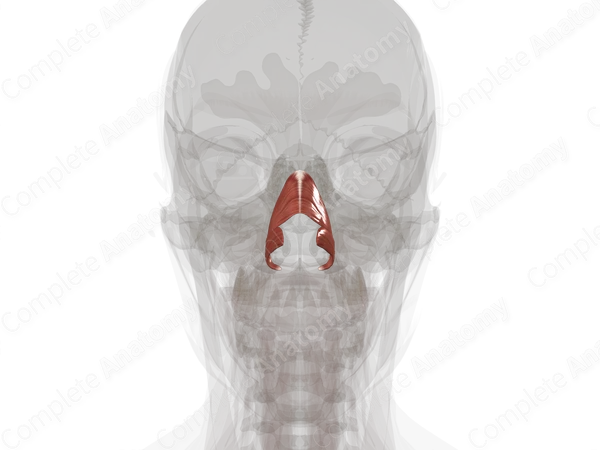 Nasalis Muscle | Complete Anatomy