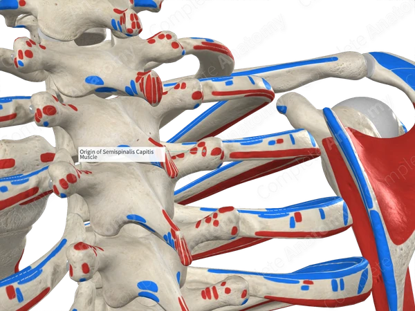 Origin of Semispinalis Capitis Muscle | Complete Anatomy