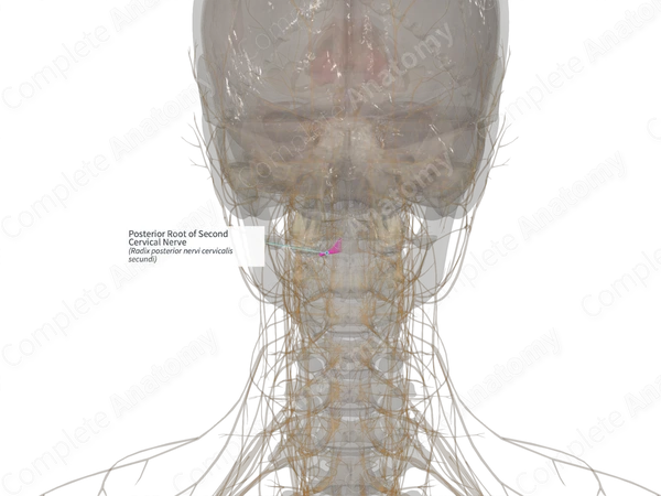 Posterior Root of Second Cervical Nerve (Right) | Complete Anatomy