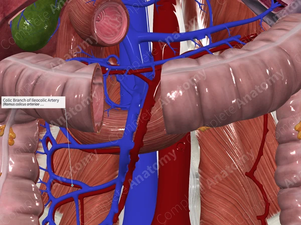 Colic Branch of Ileocolic Artery | Complete Anatomy