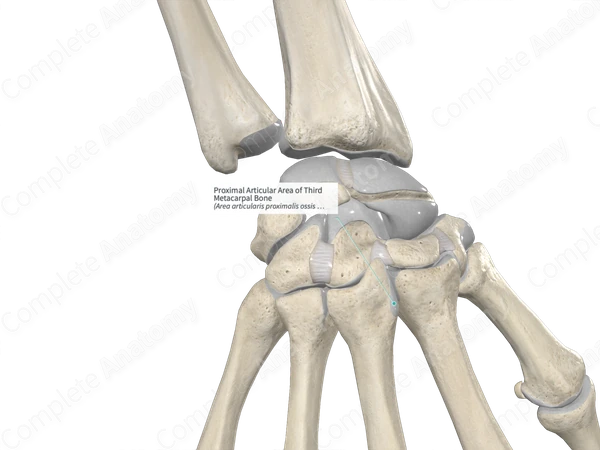 Proximal Articular Area of Third Metacarpal Bone | Complete Anatomy