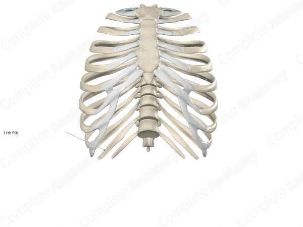 Eleventh Rib | Complete Anatomy