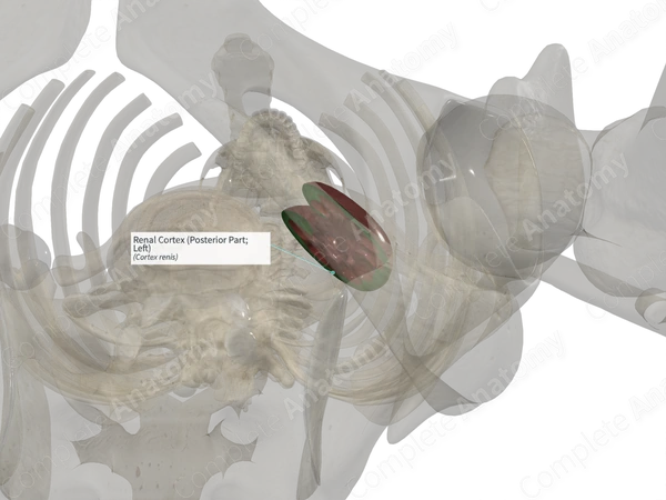 Renal Cortex (Posterior Part; Left) | Complete Anatomy