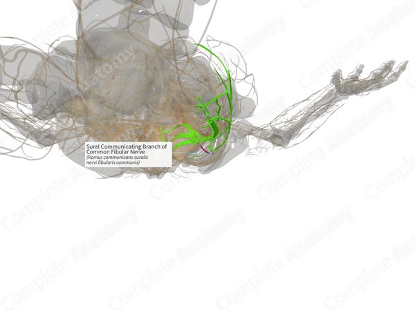 Sural Communicating Branch of Common Fibular Nerve (Left) | Complete ...
