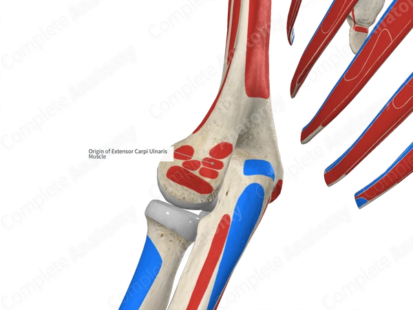 Origin of Extensor Carpi Ulnaris Muscle | Complete Anatomy