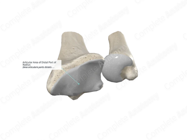 Articular Area of Distal Part of Radius | Complete Anatomy