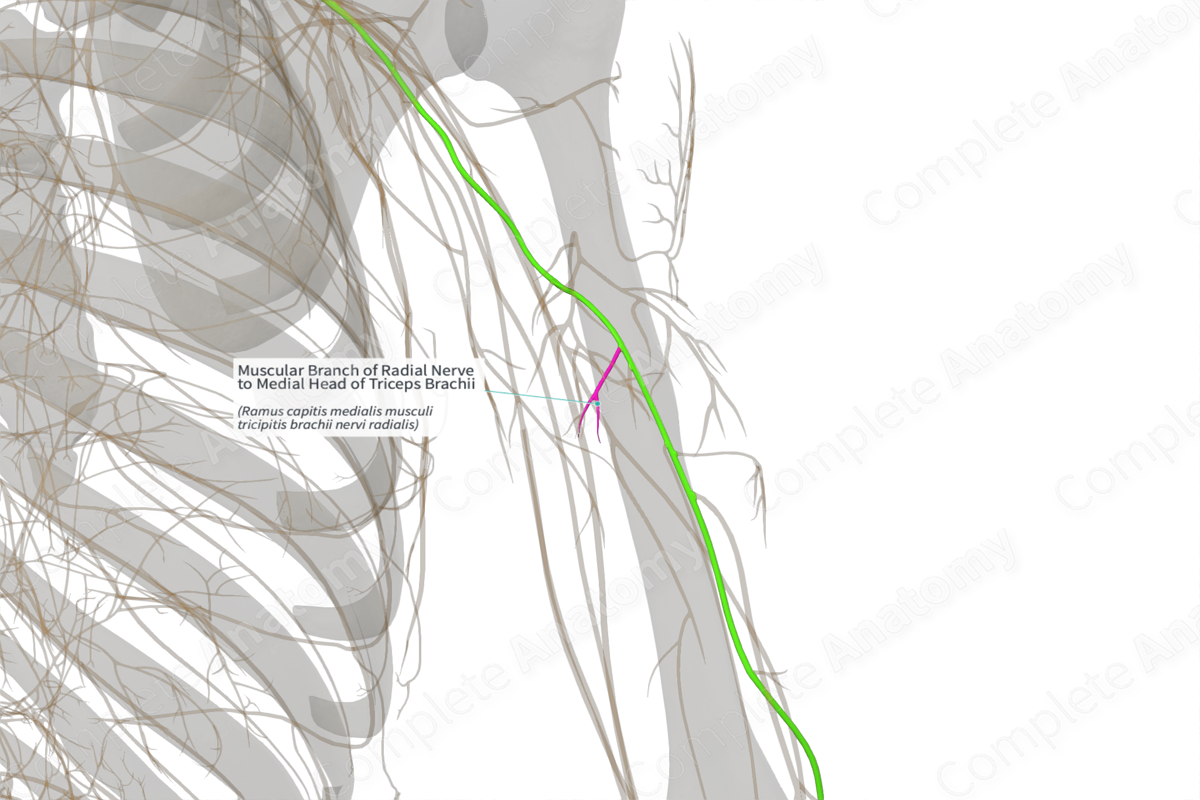 Muscular Branch Of Radial Nerve To Medial Head Of Triceps Brachii