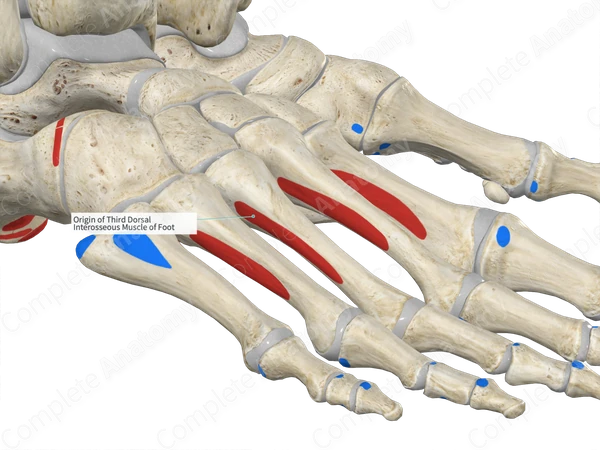 Origin of Third Dorsal Interosseous Muscle of Foot | Complete Anatomy