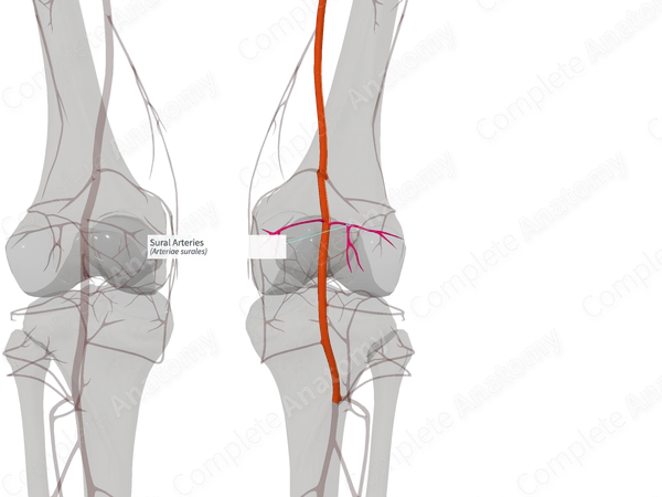 Sural Arteries (Right) | Complete Anatomy