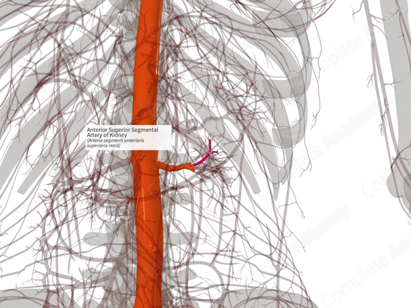 Anterior Superior Segmental Artery of Kidney (Left) | Complete Anatomy