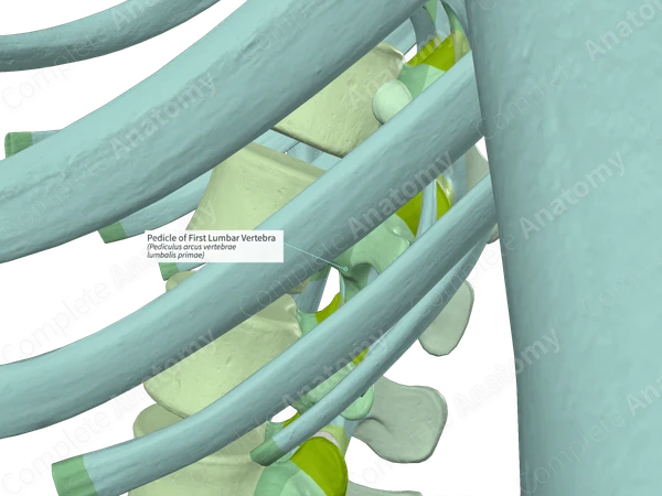 Pedicle of First Lumbar Vertebra (Right) | Complete Anatomy