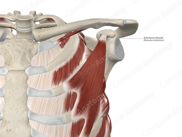 Subclavius Muscle | Complete Anatomy