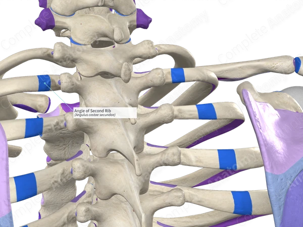 Angle of Second Rib | Complete Anatomy