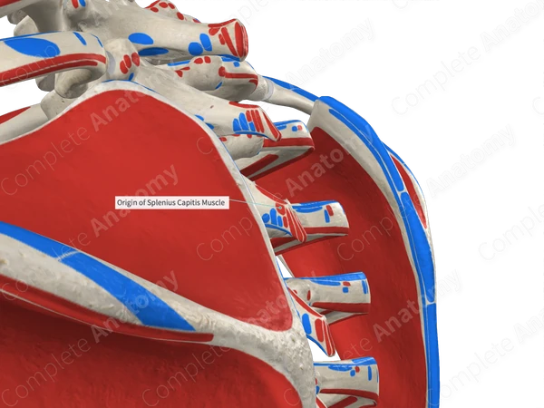 Origin of Splenius Capitis Muscle | Complete Anatomy