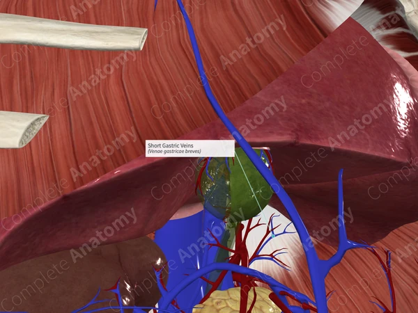 Short Gastric Veins | Complete Anatomy