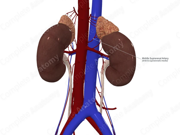 Middle Suprarenal Artery | Complete Anatomy