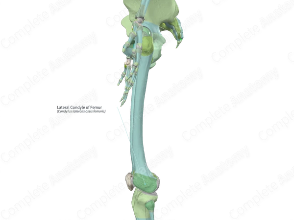 Lateral Condyle of Femur | Complete Anatomy