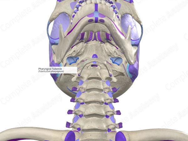 Pharyngeal Tubercle | Complete Anatomy