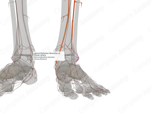 Lateral Malleolar Branches of Fibular Artery (Right) | Complete Anatomy