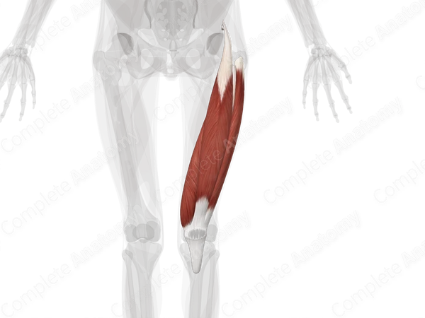 Quadriceps Femoris Muscle (Left) | Complete Anatomy