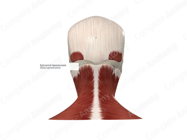 Epicranial Aponeurosis | Complete Anatomy