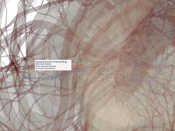 Spinal Branches of Ascending Cervical Artery (Left) | Complete Anatomy