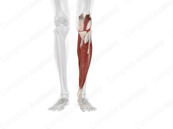 Posterior Compartment of Leg (Left) | Complete Anatomy